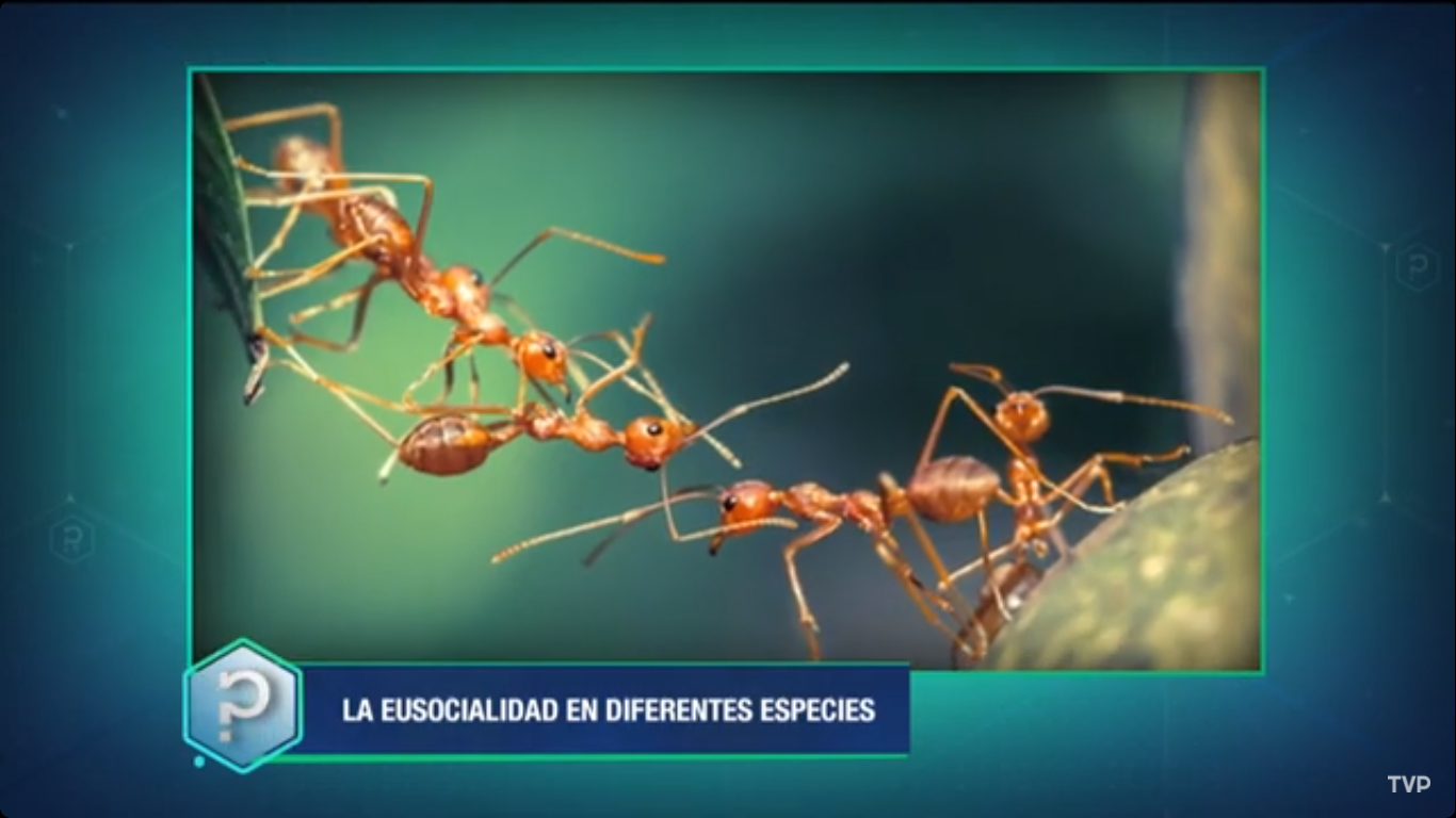 Los insectos sociales - VIDEO | Uruguay Educa
